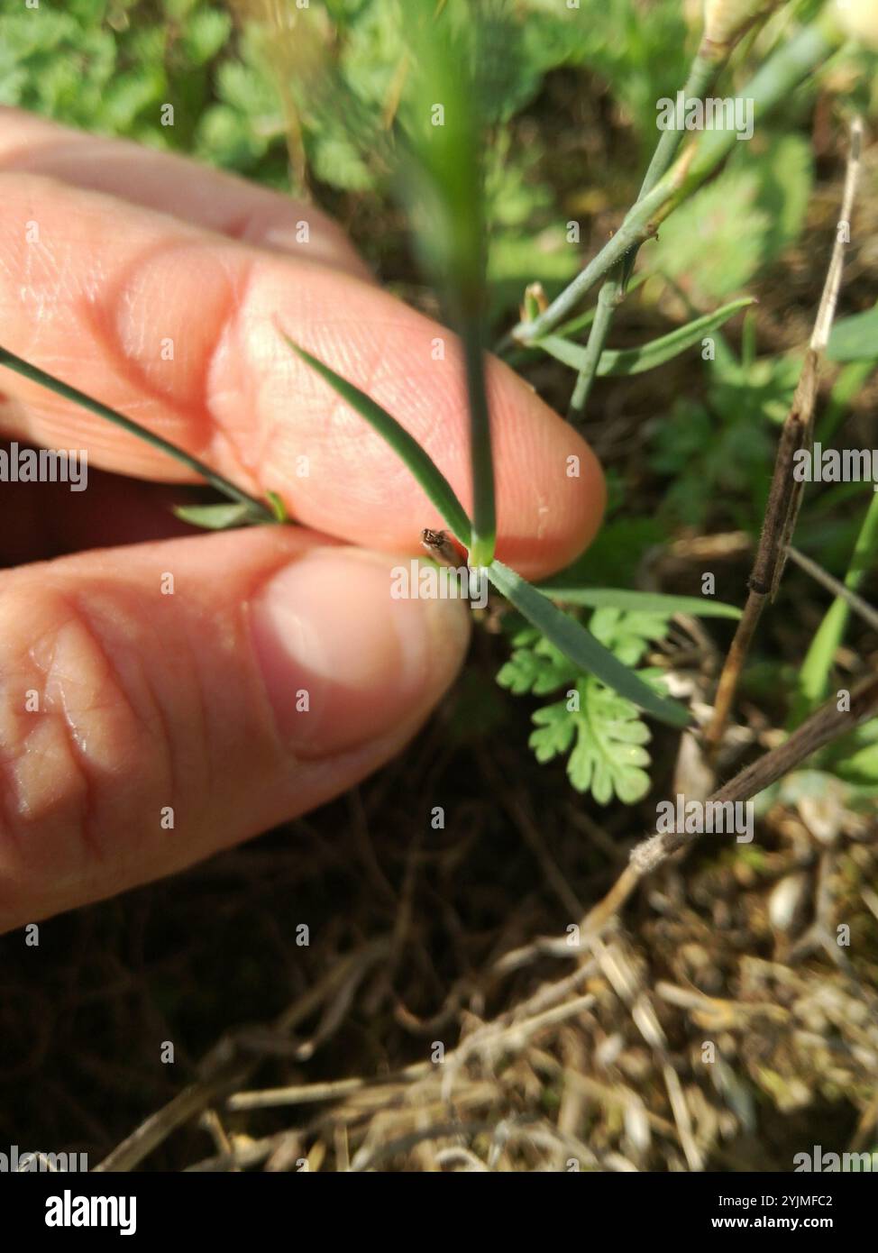 Proliferous Pink (Petrorhagia prolifera Stock Photo - Alamy