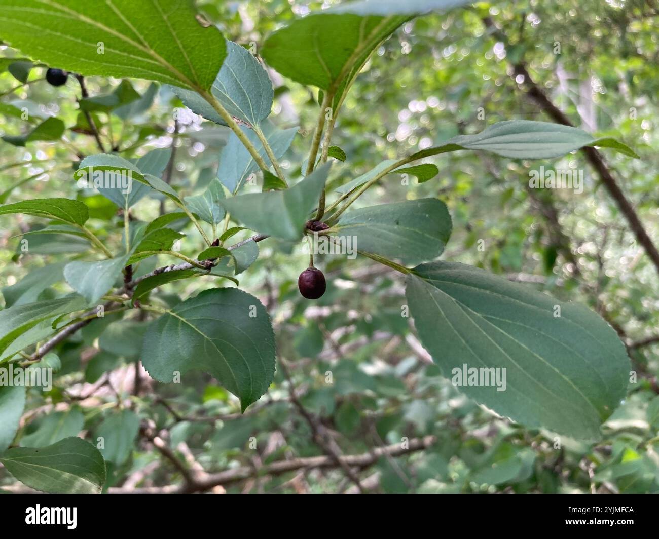 common buckthorn (Rhamnus cathartica Stock Photo - Alamy
