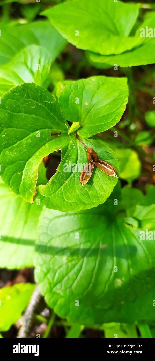 Broad-leaved Violet (Viola mirabilis Stock Photo - Alamy