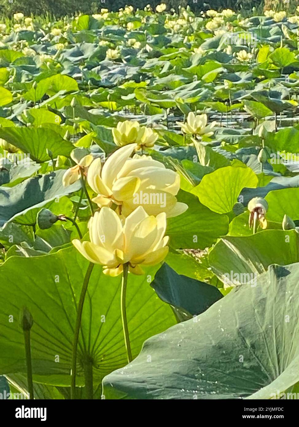 American lotus (Nelumbo lutea Stock Photo - Alamy