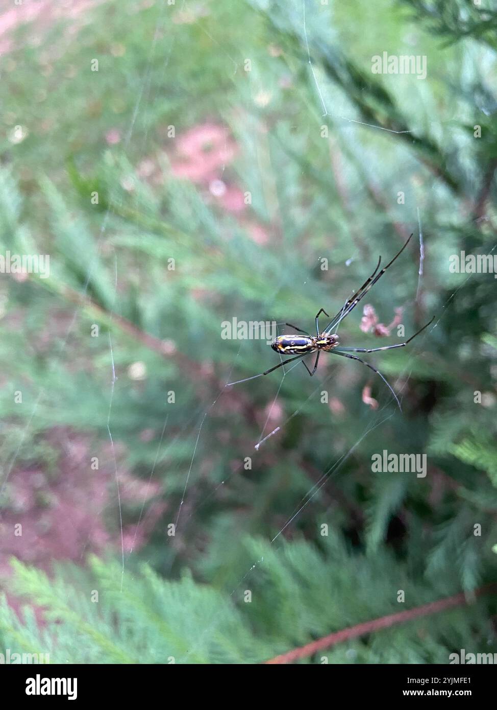 Joro Spider (Trichonephila clavata Stock Photo - Alamy
