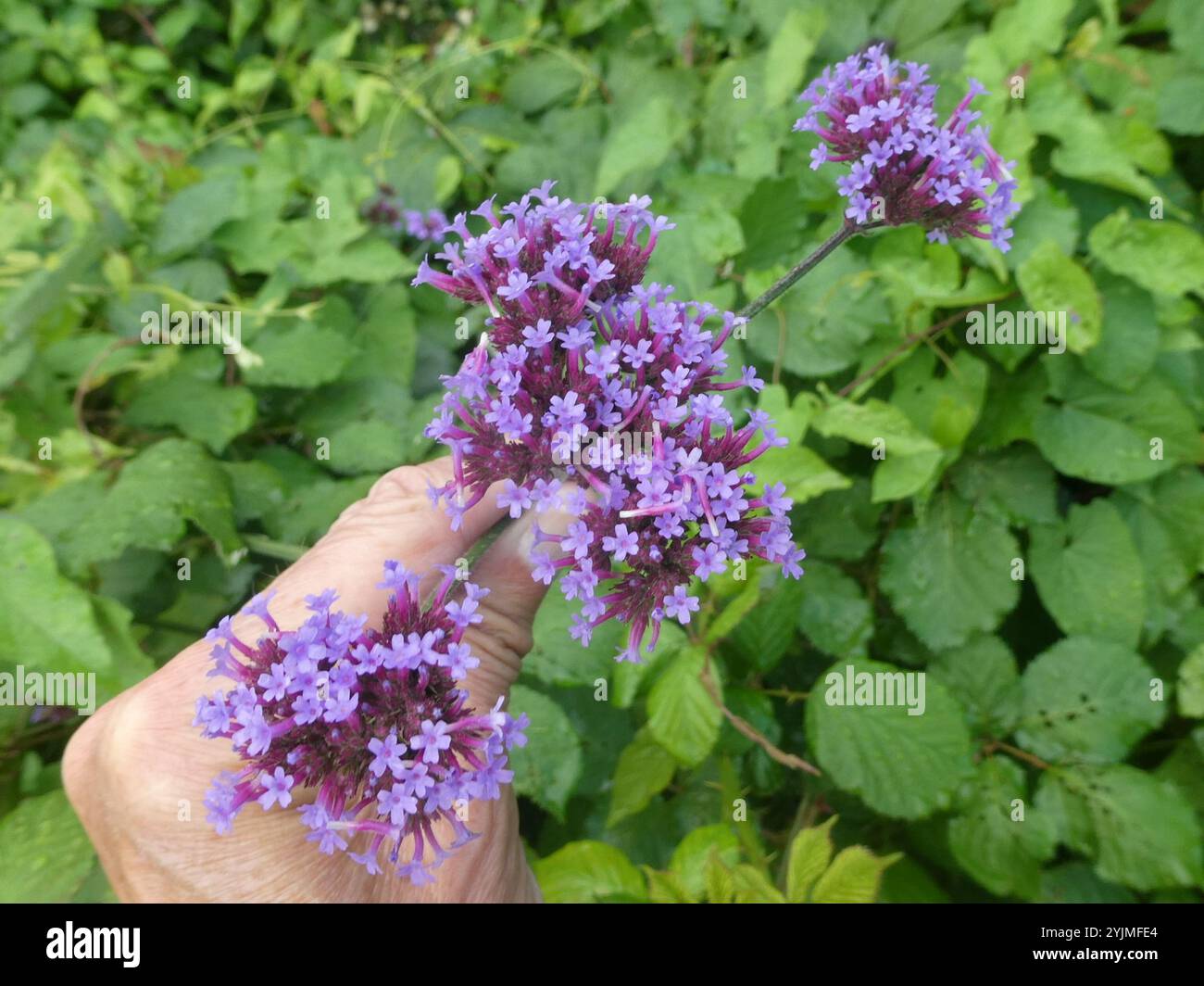 purpletop vervain (Verbena bonariensis Stock Photo - Alamy