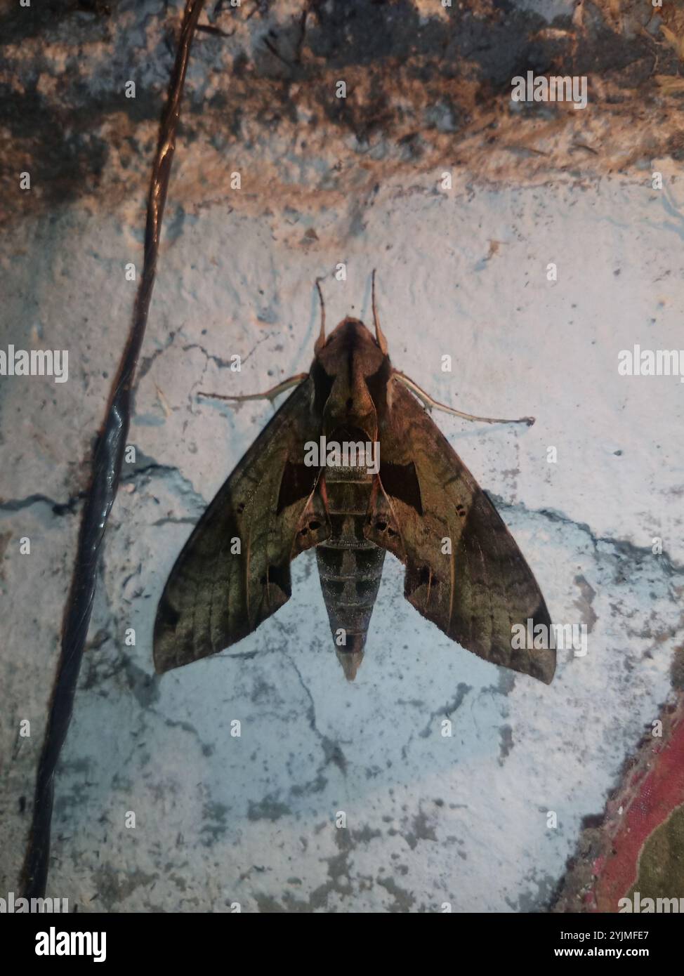 Satellite Sphinx (Eumorpha satellitia Stock Photo - Alamy