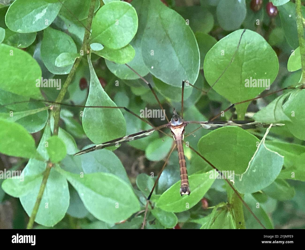 Giant cranefly (Tipula maxima Stock Photo - Alamy
