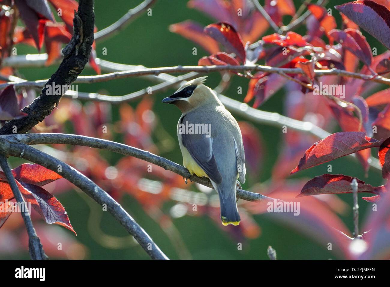 Cedar Waxwing (Bombycilla cedrorum Stock Photo - Alamy