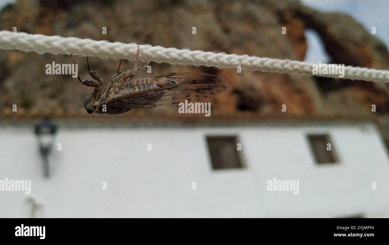 Ash Cicada (Cicada orni Stock Photo - Alamy