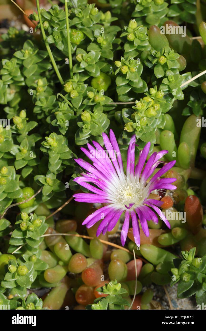 Disphyma hi-res stock photography and images - Alamy