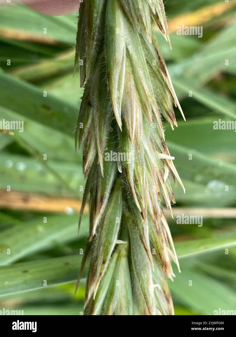lyme grass (Leymus arenarius Stock Photo - Alamy