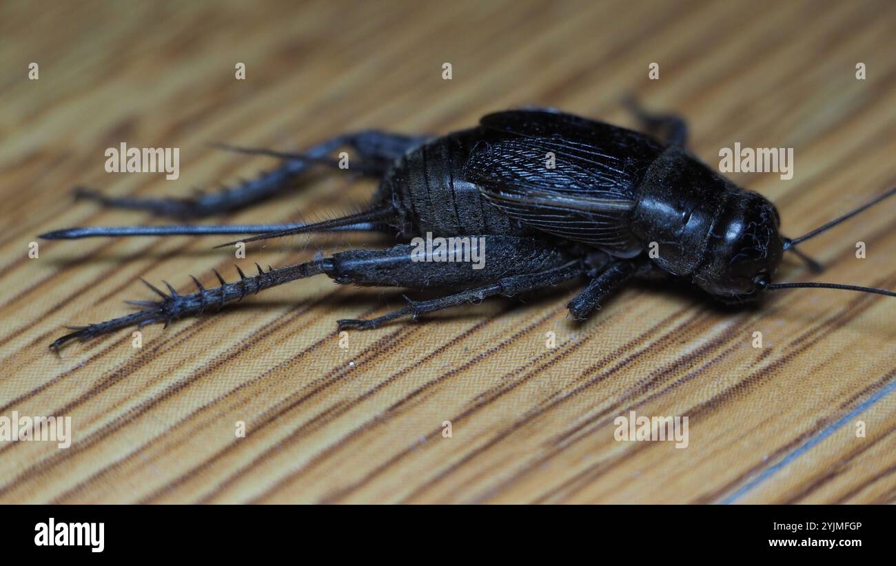 Fall Field Cricket (Gryllus pennsylvanicus Stock Photo - Alamy