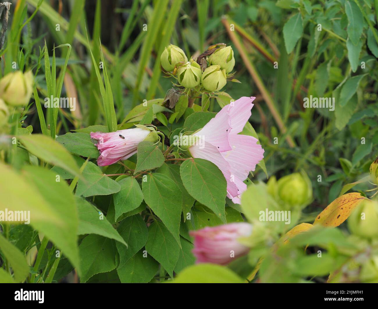 swamp rose mallow (Hibiscus moscheutos Stock Photo - Alamy