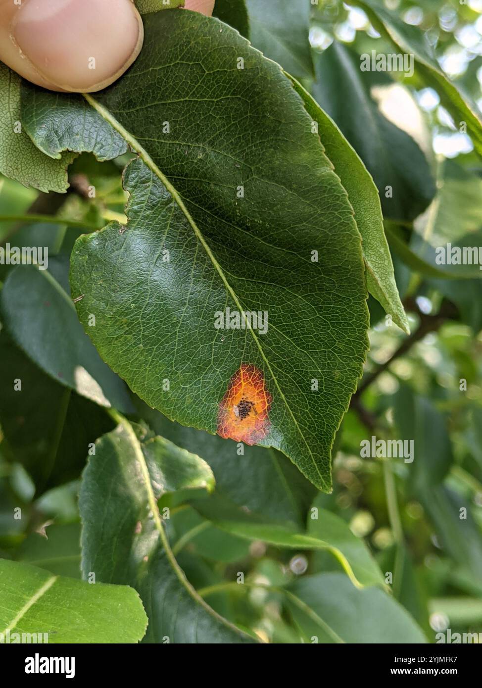 Pear Rust (Gymnosporangium sabinae Stock Photo - Alamy