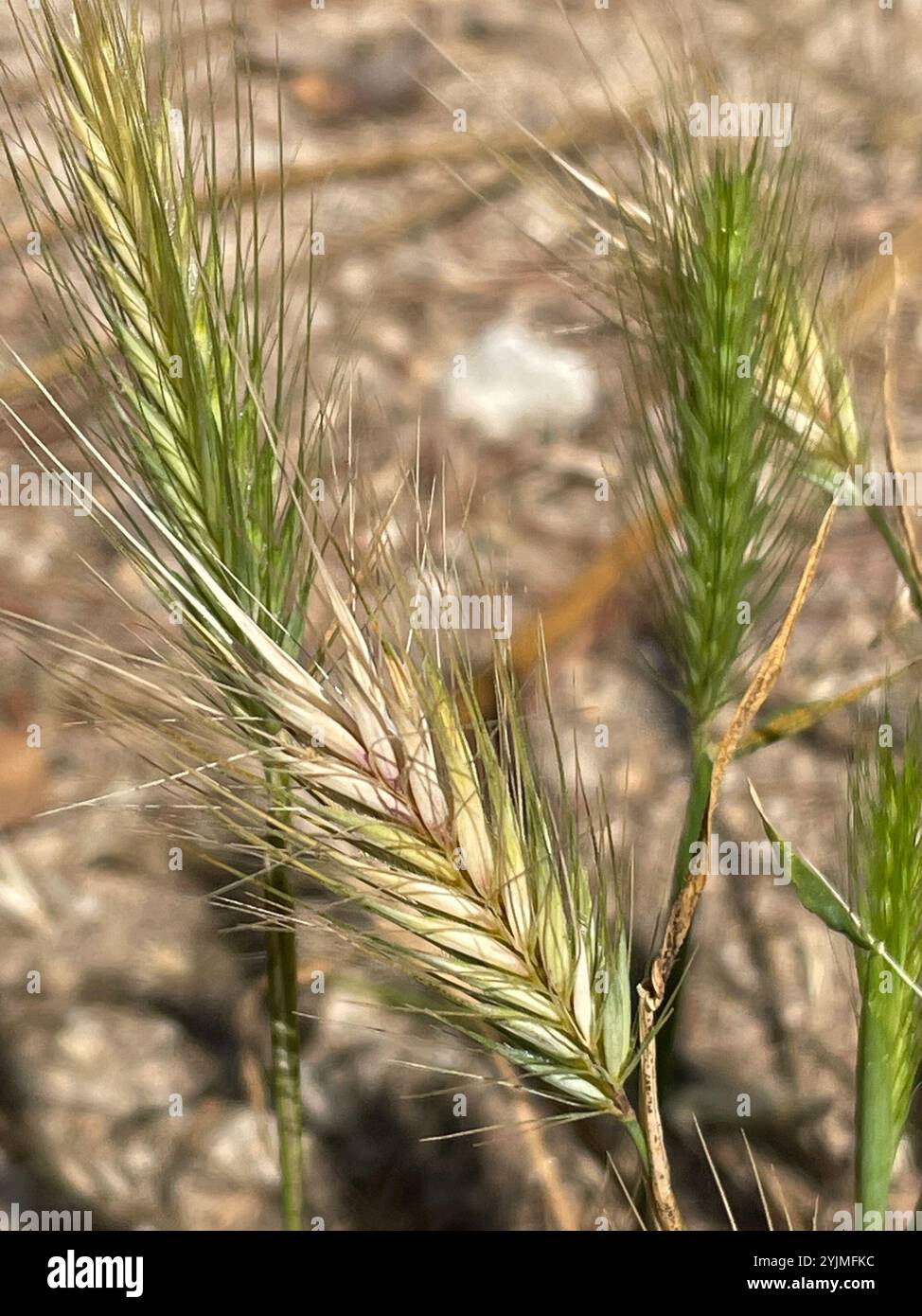 wall barley (Hordeum murinum Stock Photo - Alamy