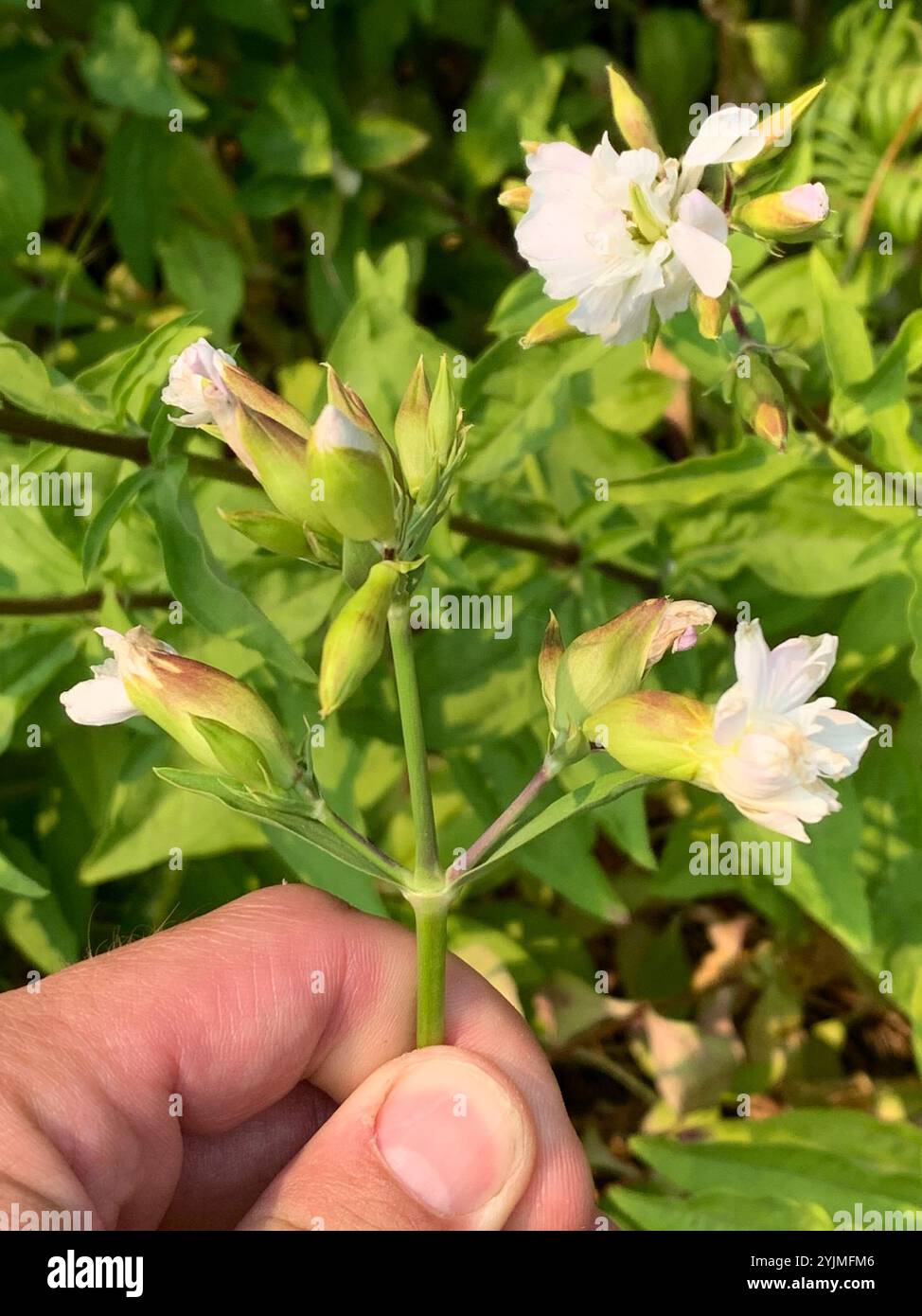 common soapwort (Saponaria officinalis Stock Photo - Alamy