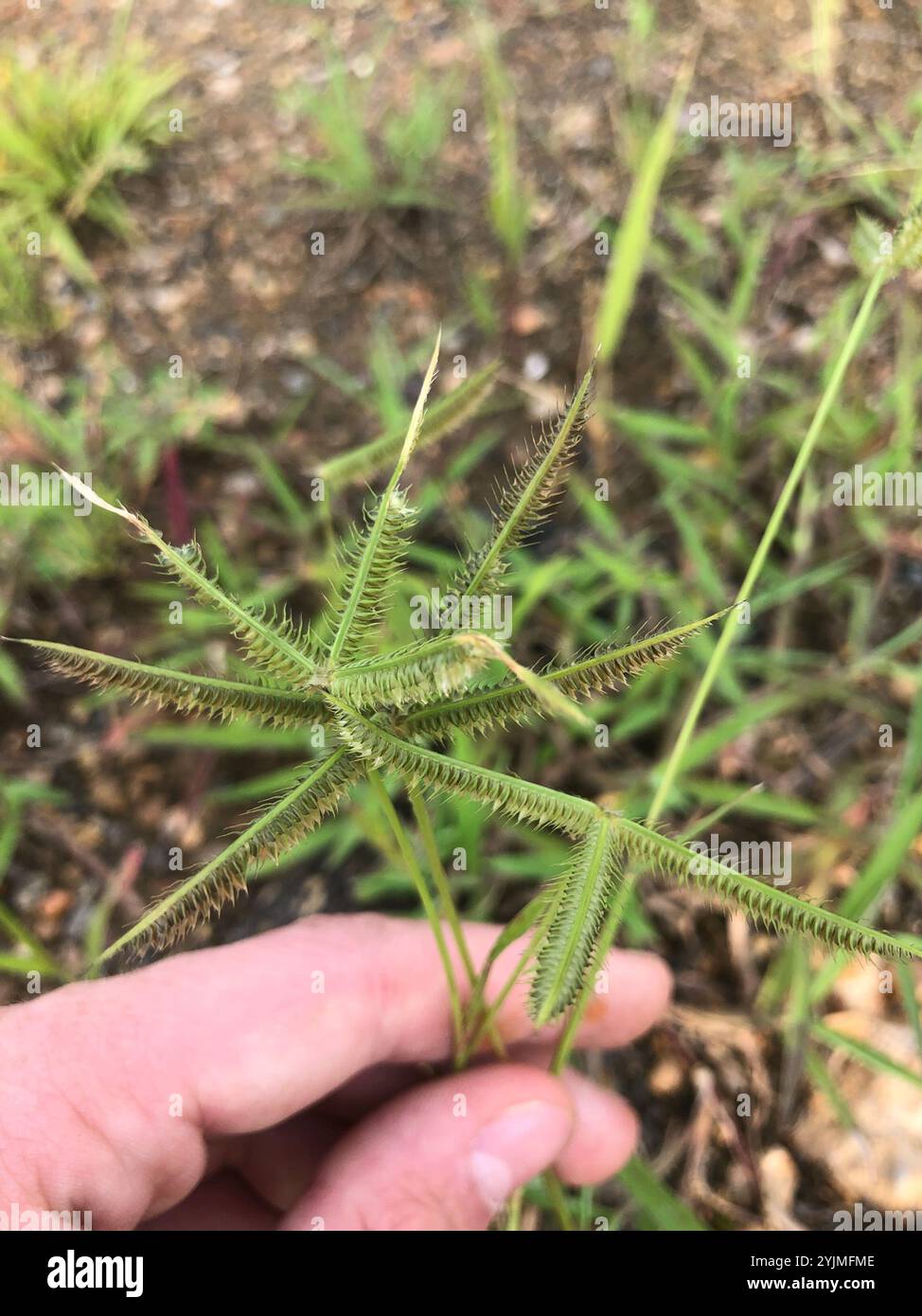 Dactyloctenium aegyptium hi-res stock photography and images - Alamy