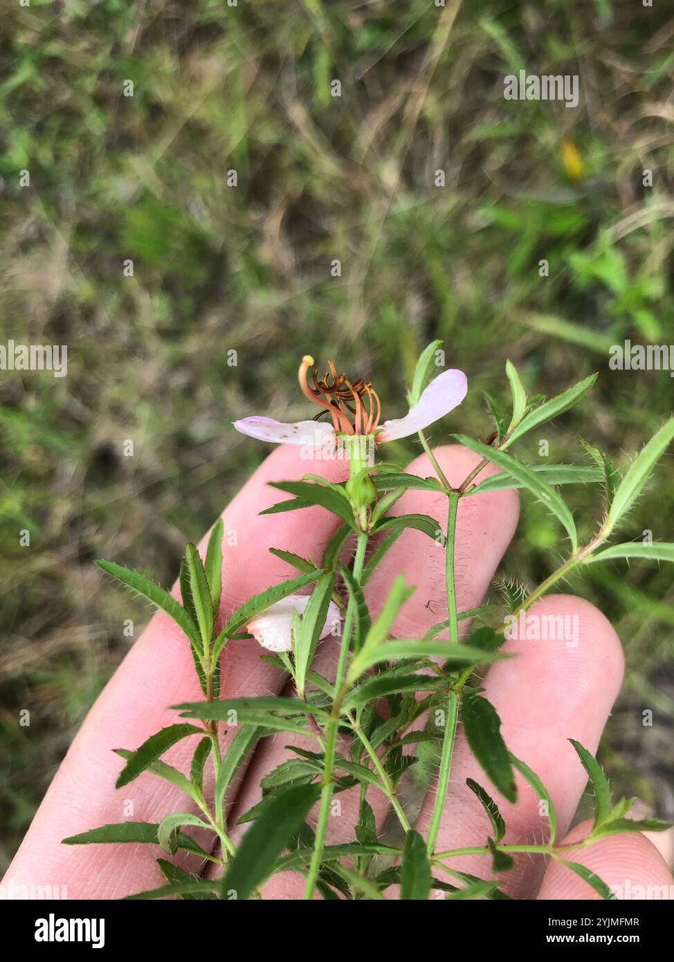 Maryland meadowbeauty (Rhexia mariana Stock Photo - Alamy
