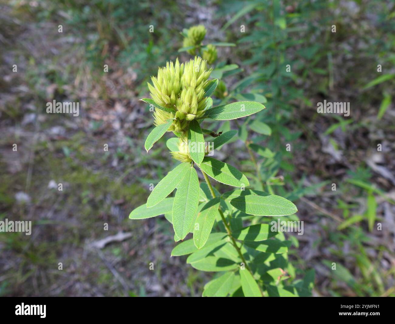 round-headed bush clover (Lespedeza capitata Stock Photo - Alamy