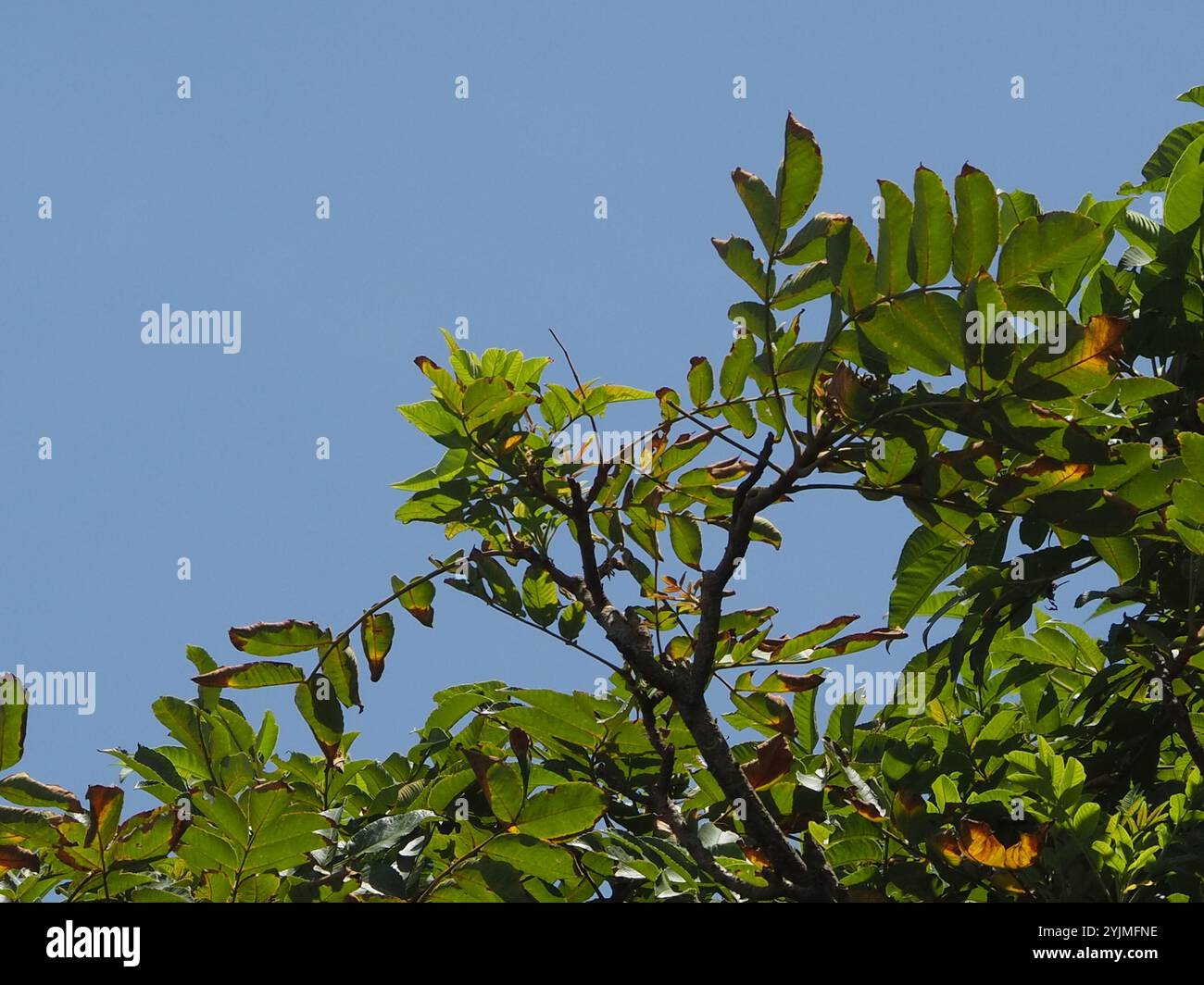 (Rhus chinensis roxburghii Stock Photo - Alamy