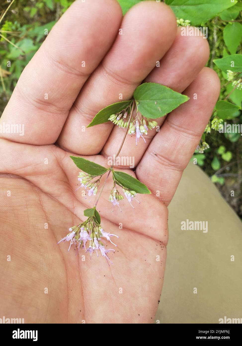 common dittany (Cunila origanoides Stock Photo - Alamy