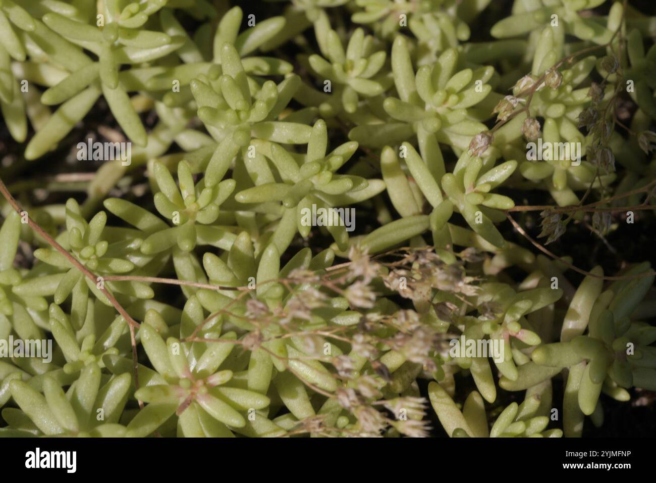 white stonecrop (Sedum album Stock Photo - Alamy