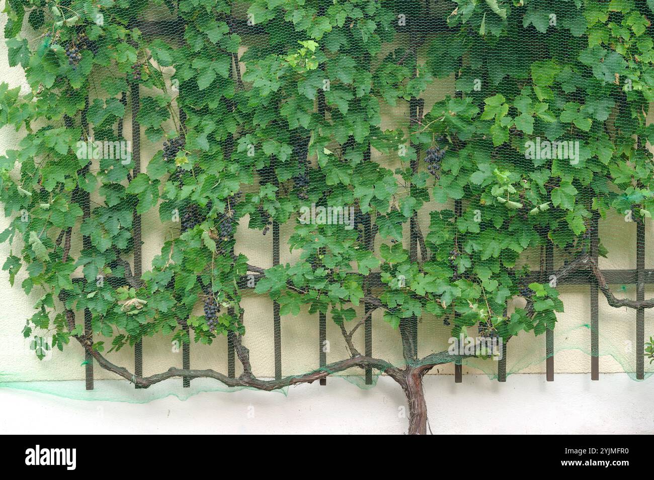 Vitis vinifera mitschurinski hi-res stock photography and images - Alamy