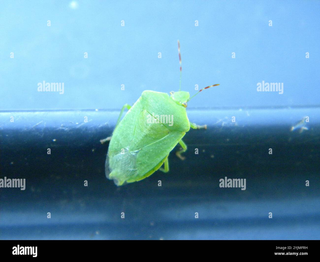Southern Green Stink Bug (Nezara viridula Stock Photo - Alamy Southern Green Stink Bug (Nezara viridula Stock Photo - Alamy