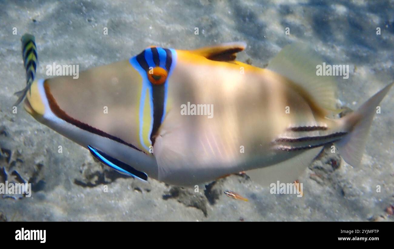 Arabian picasso hi-res stock photography and images - Alamy