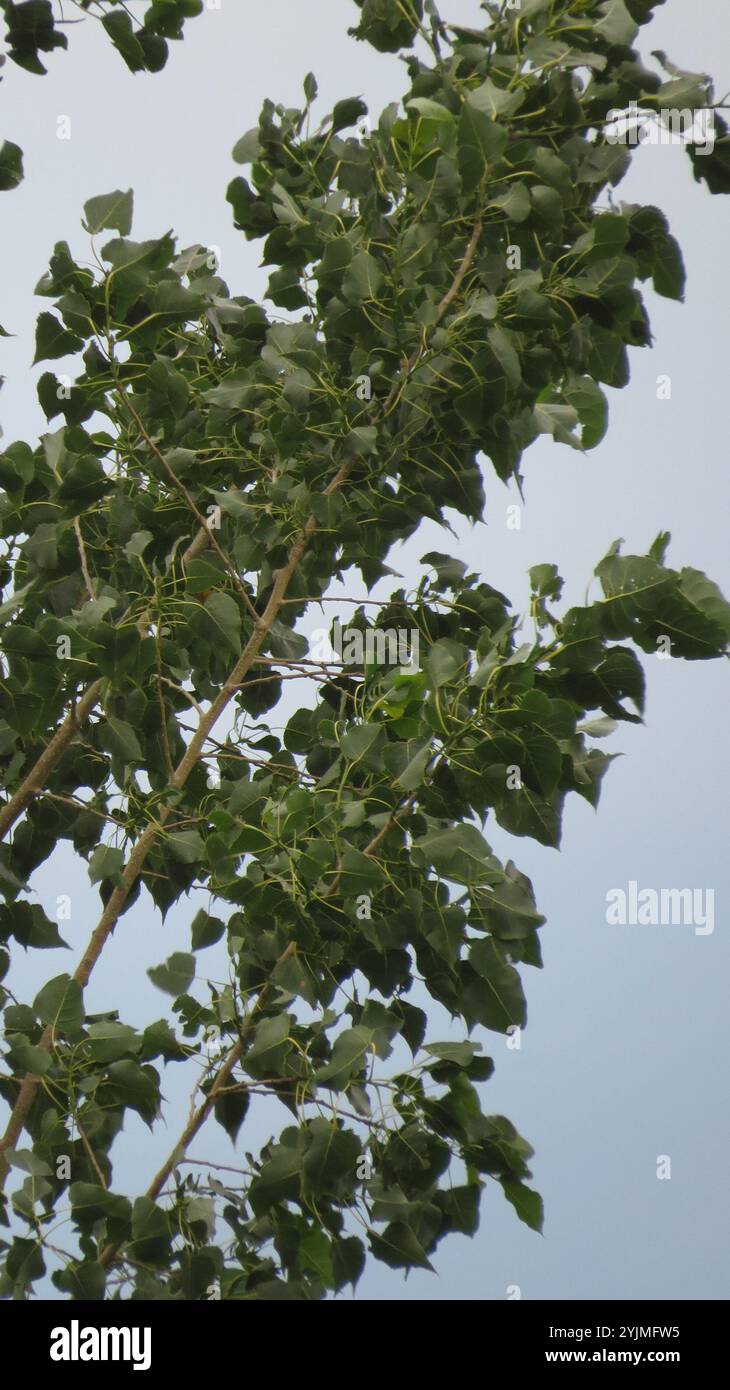 Eastern Cottonwood (Populus deltoides Stock Photo - Alamy