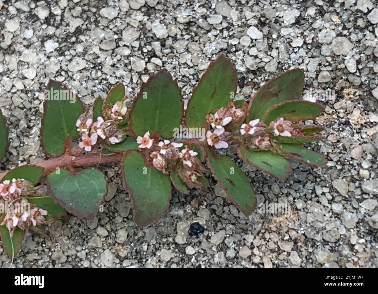 Euphorbia thymifolia hi-res stock photography and images - Alamy