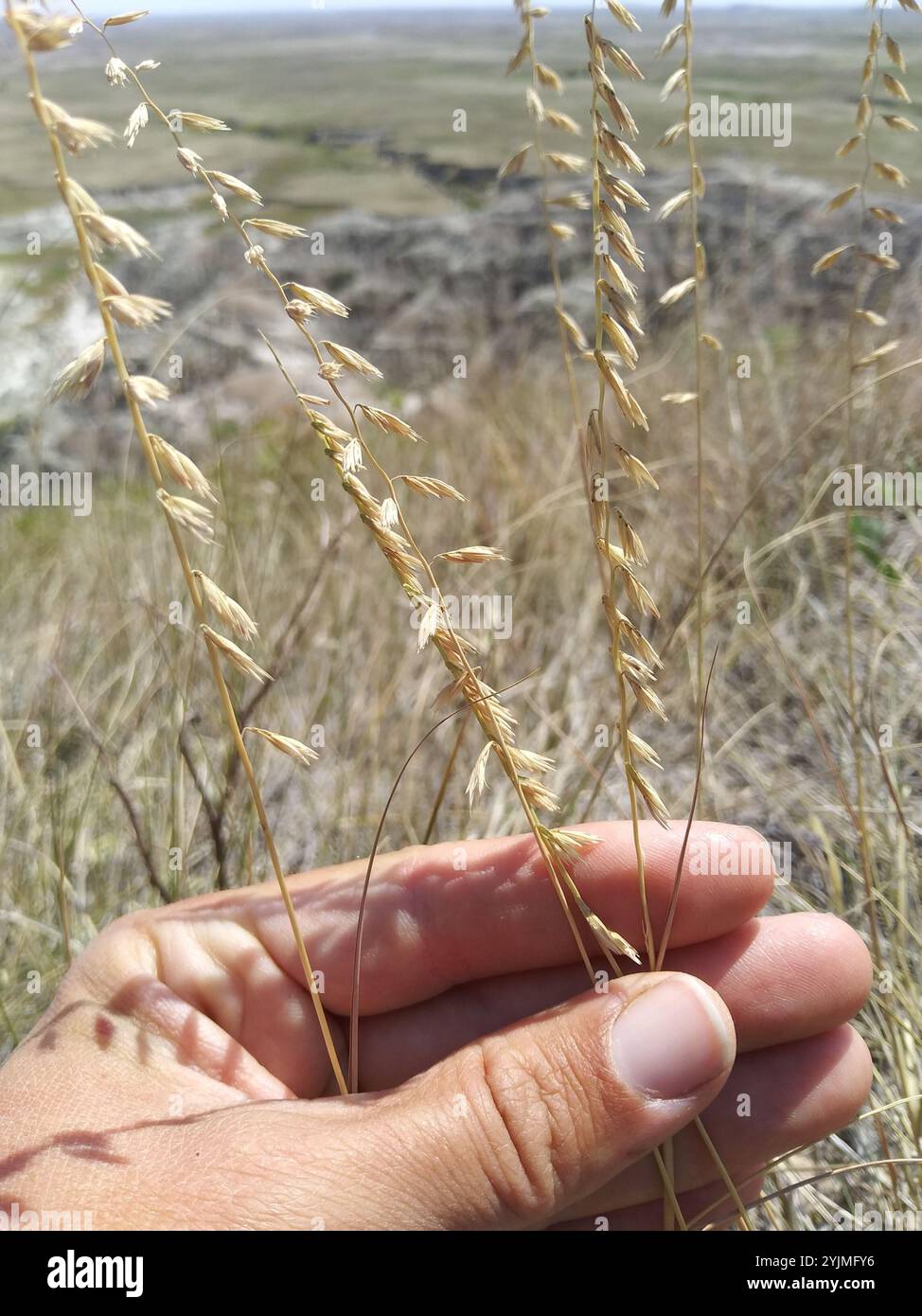 Sideoats Grama (Bouteloua curtipendula Stock Photo - Alamy