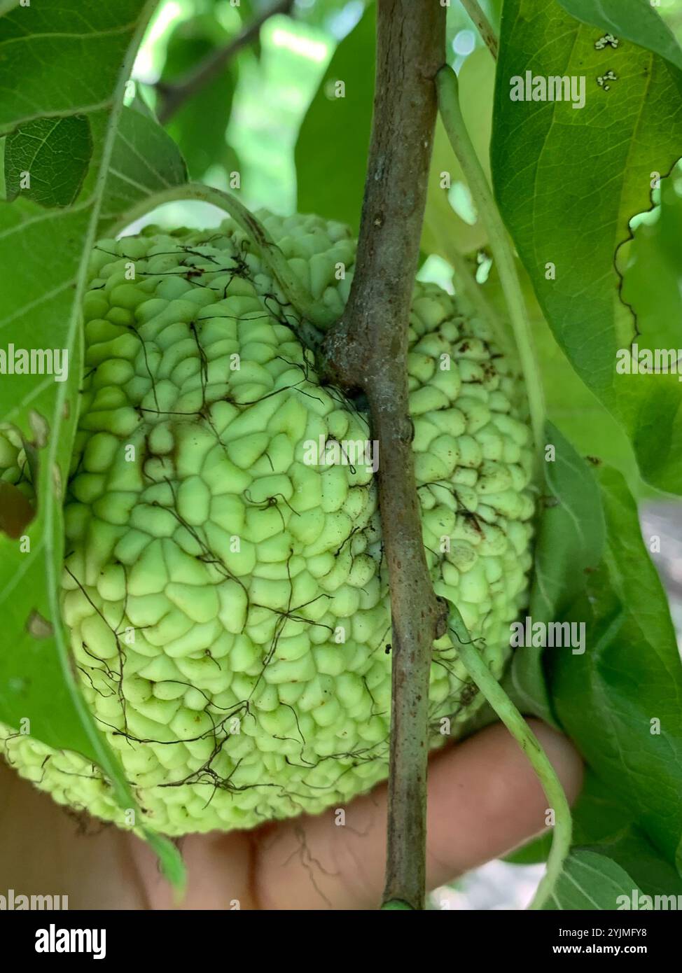 Osage-orange (Maclura pomifera Stock Photo - Alamy