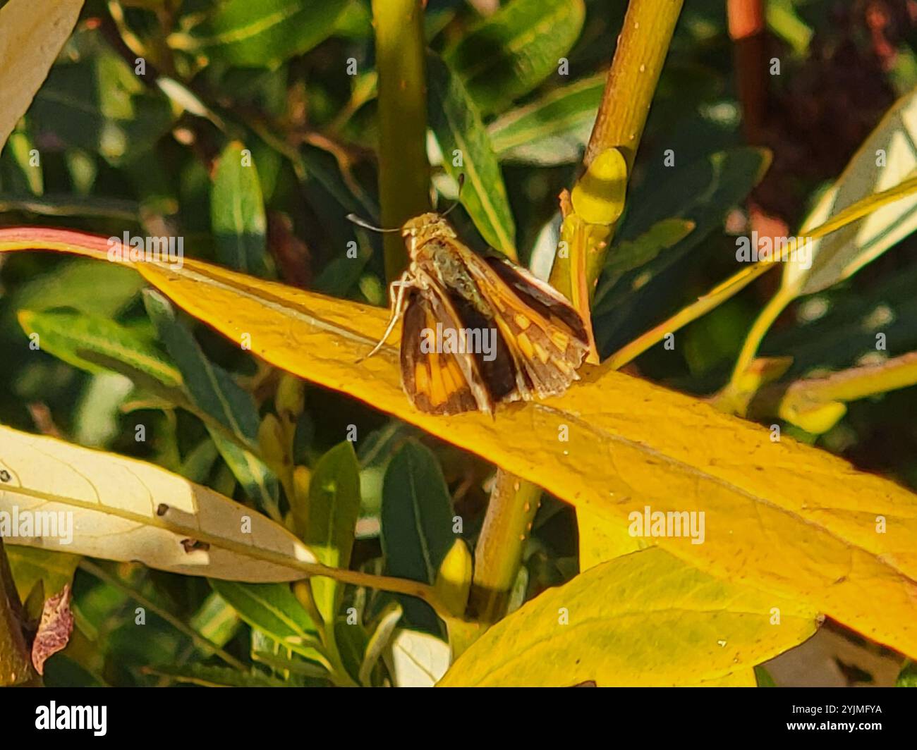 Fiery Skipper (Hylephila phyleus Stock Photo - Alamy
