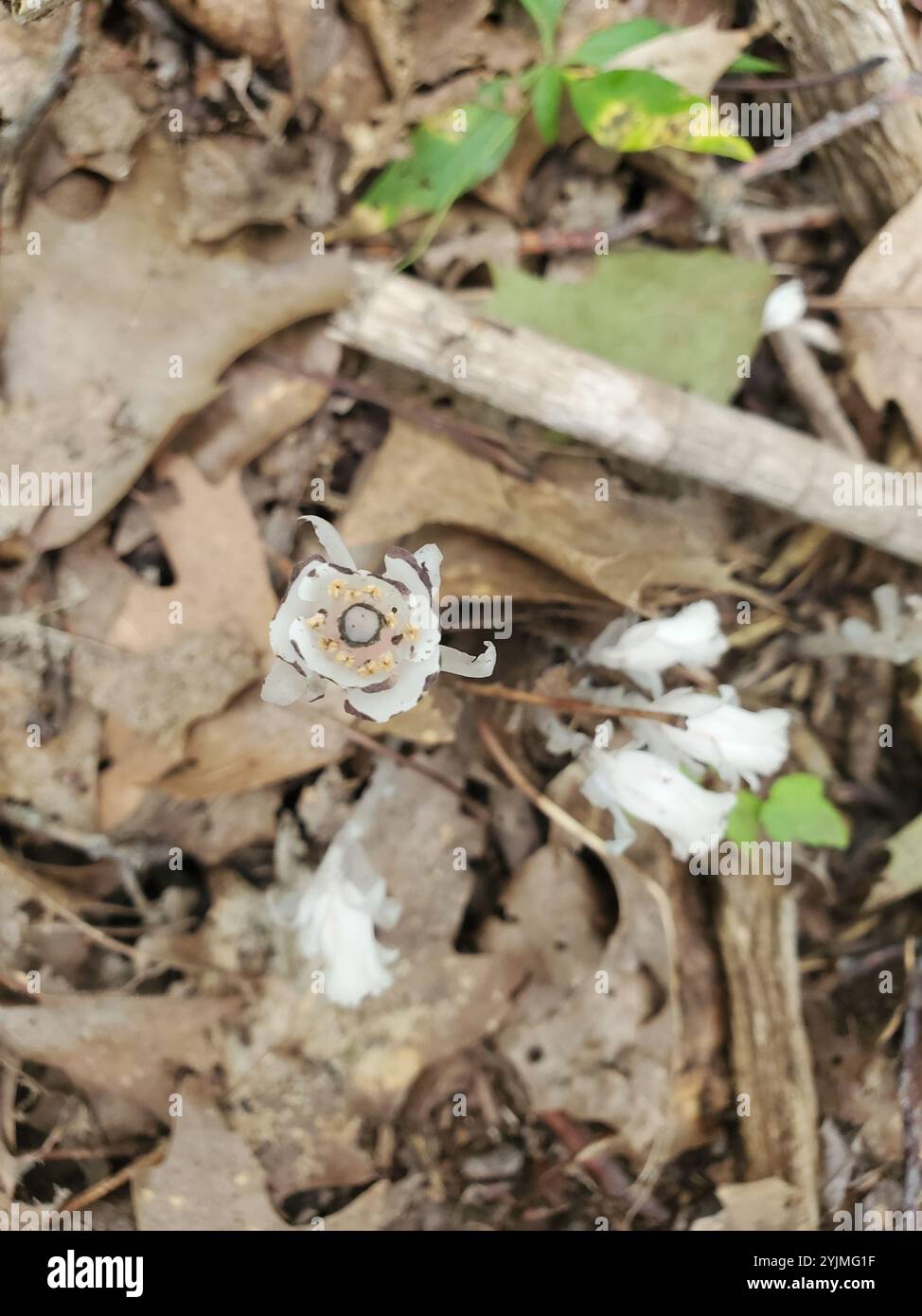 Ghost Pipe (Monotropa uniflora Stock Photo - Alamy