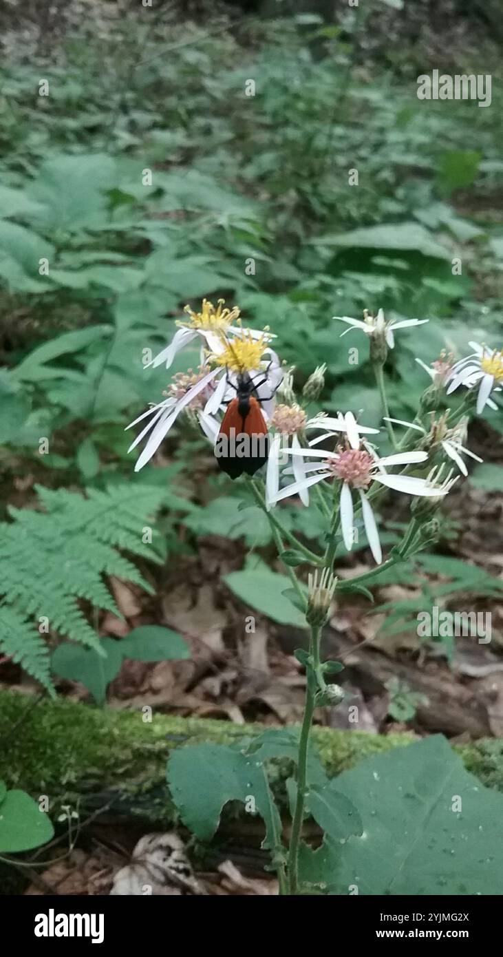Black-and-yellow Lichen Moth (Lycomorpha pholus Stock Photo - Alamy