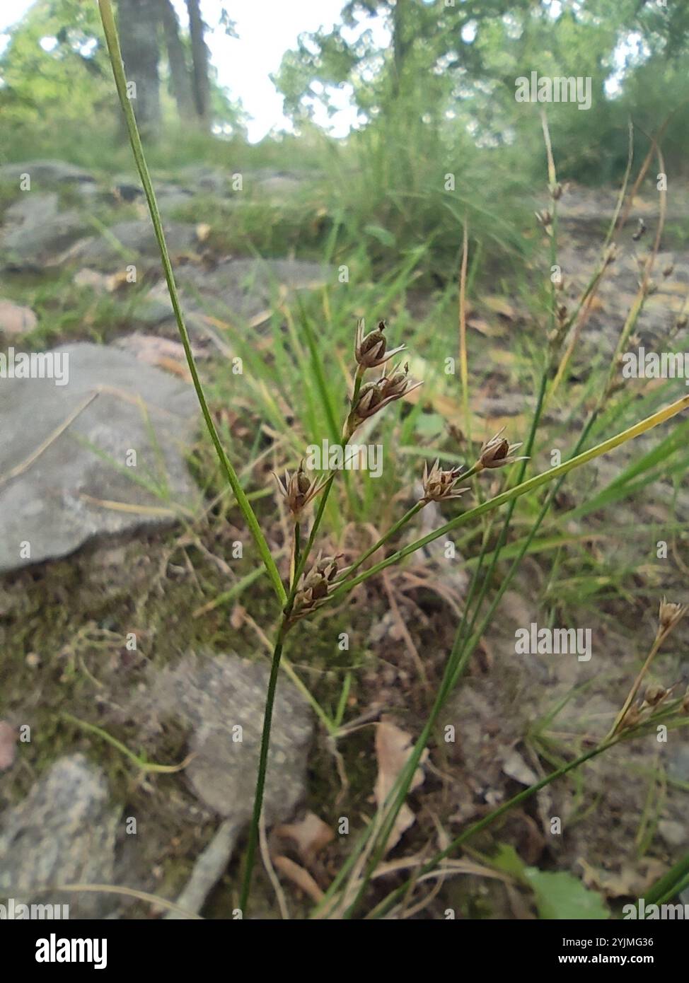 Slender Path Rush (Juncus tenuis Stock Photo - Alamy