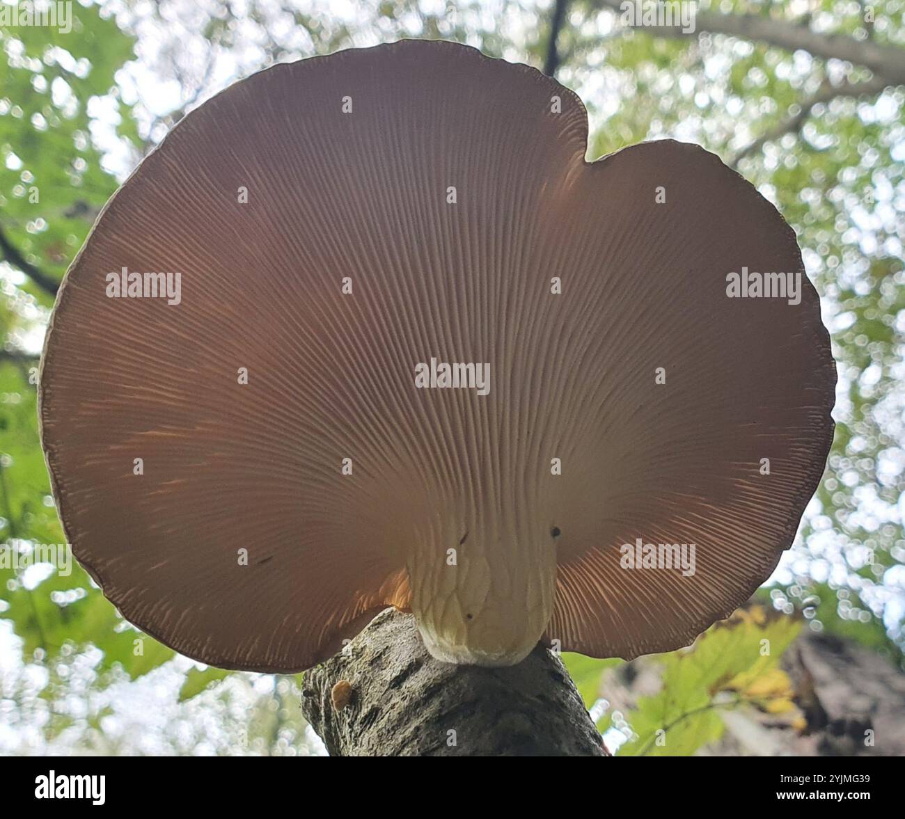 pale oyster (Pleurotus pulmonarius Stock Photo - Alamy