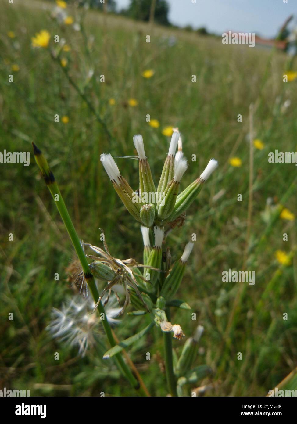 Rush Skeletonweed (Chondrilla juncea Stock Photo - Alamy
