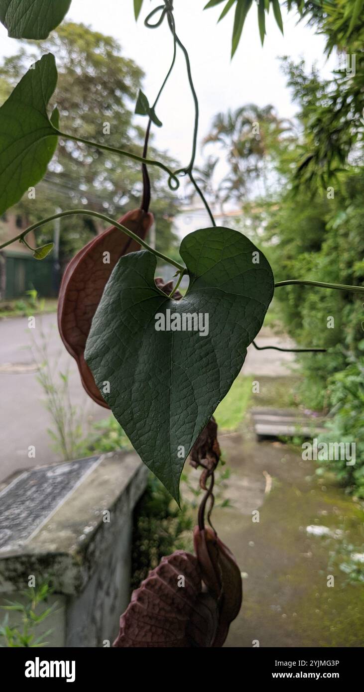 pelican flower (Aristolochia grandiflora Stock Photo - Alamy