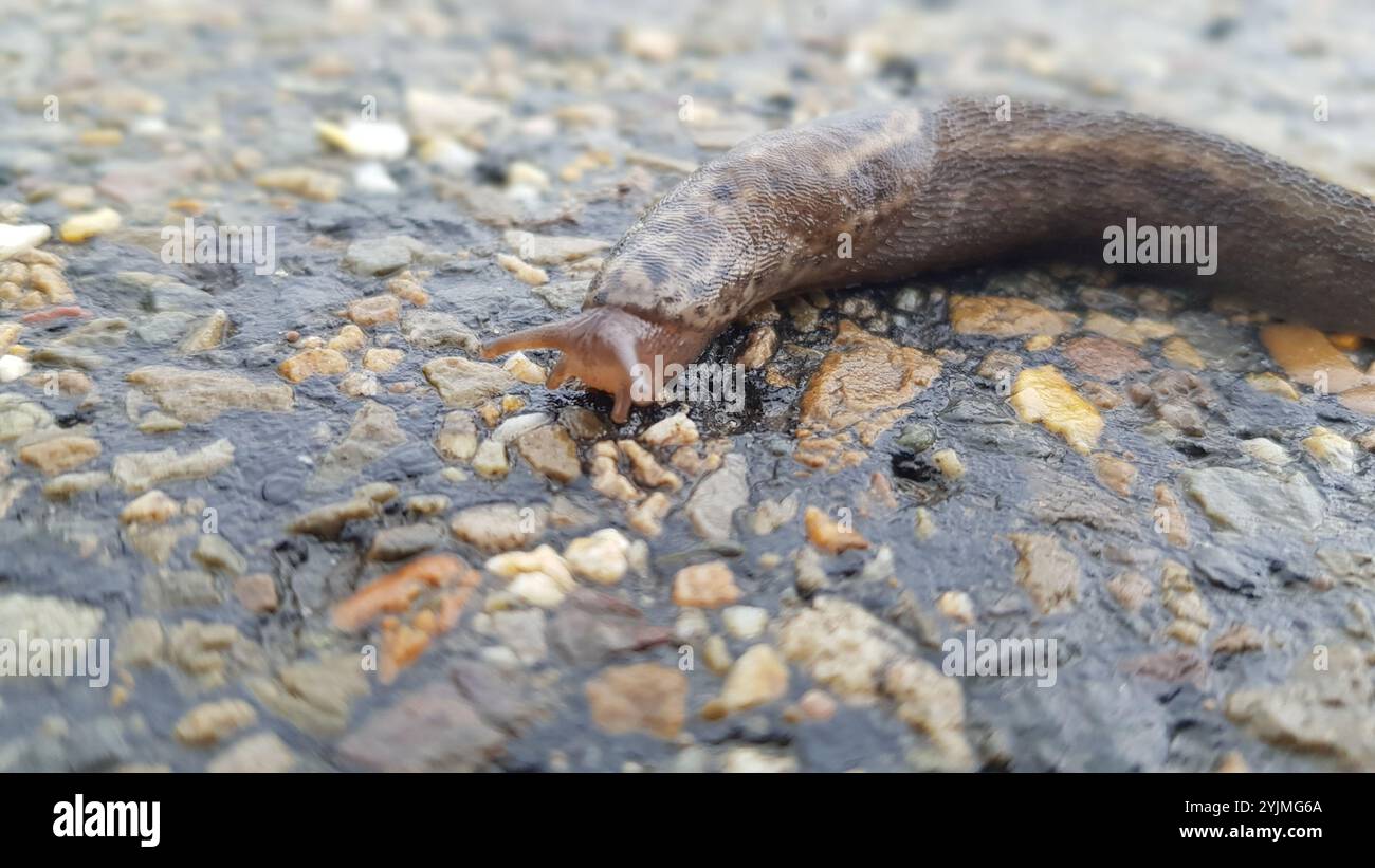 Leopard Slug (Limax maximus Stock Photo - Alamy