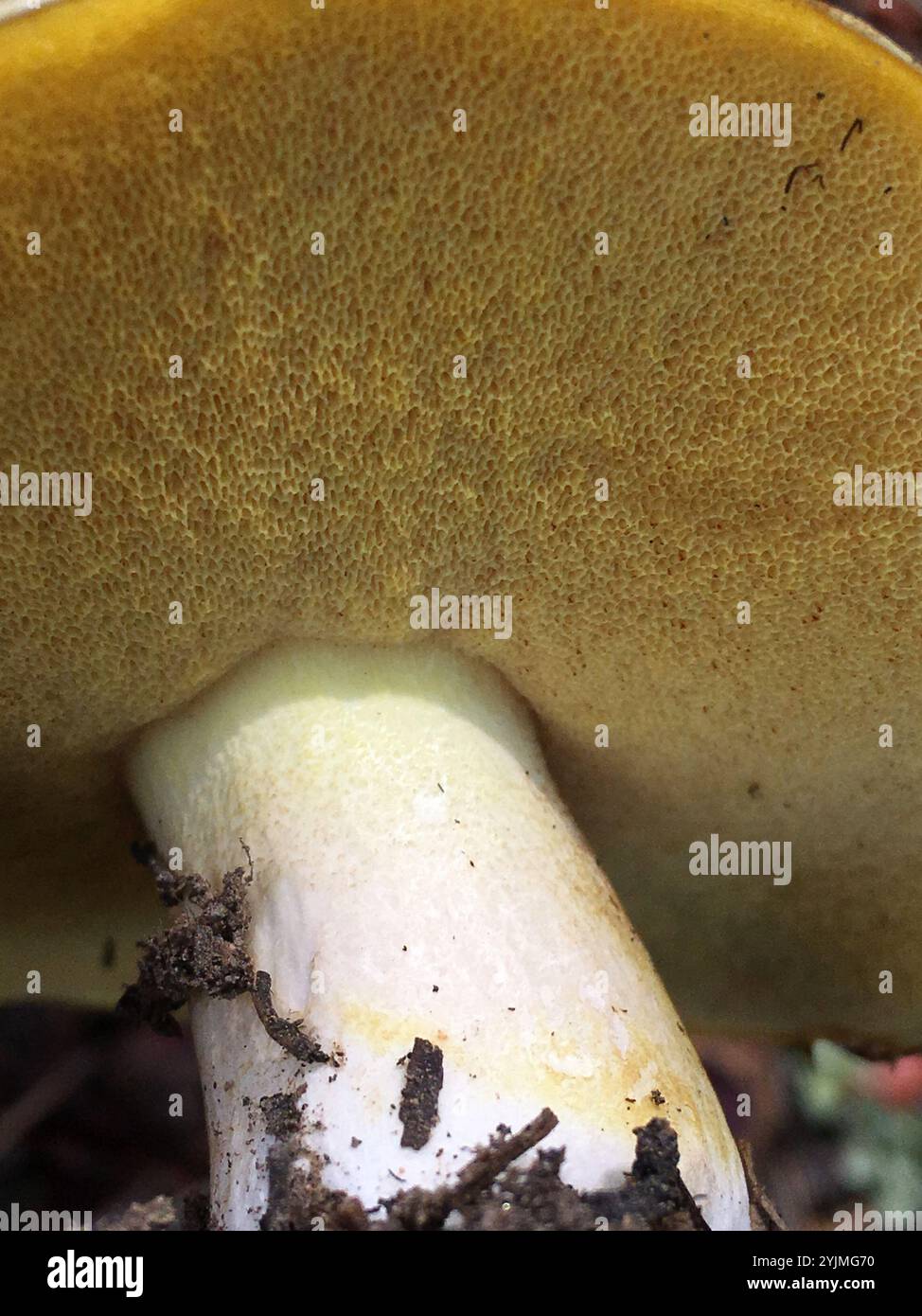 Short-stalked Suillus (Suillus brevipes Stock Photo - Alamy