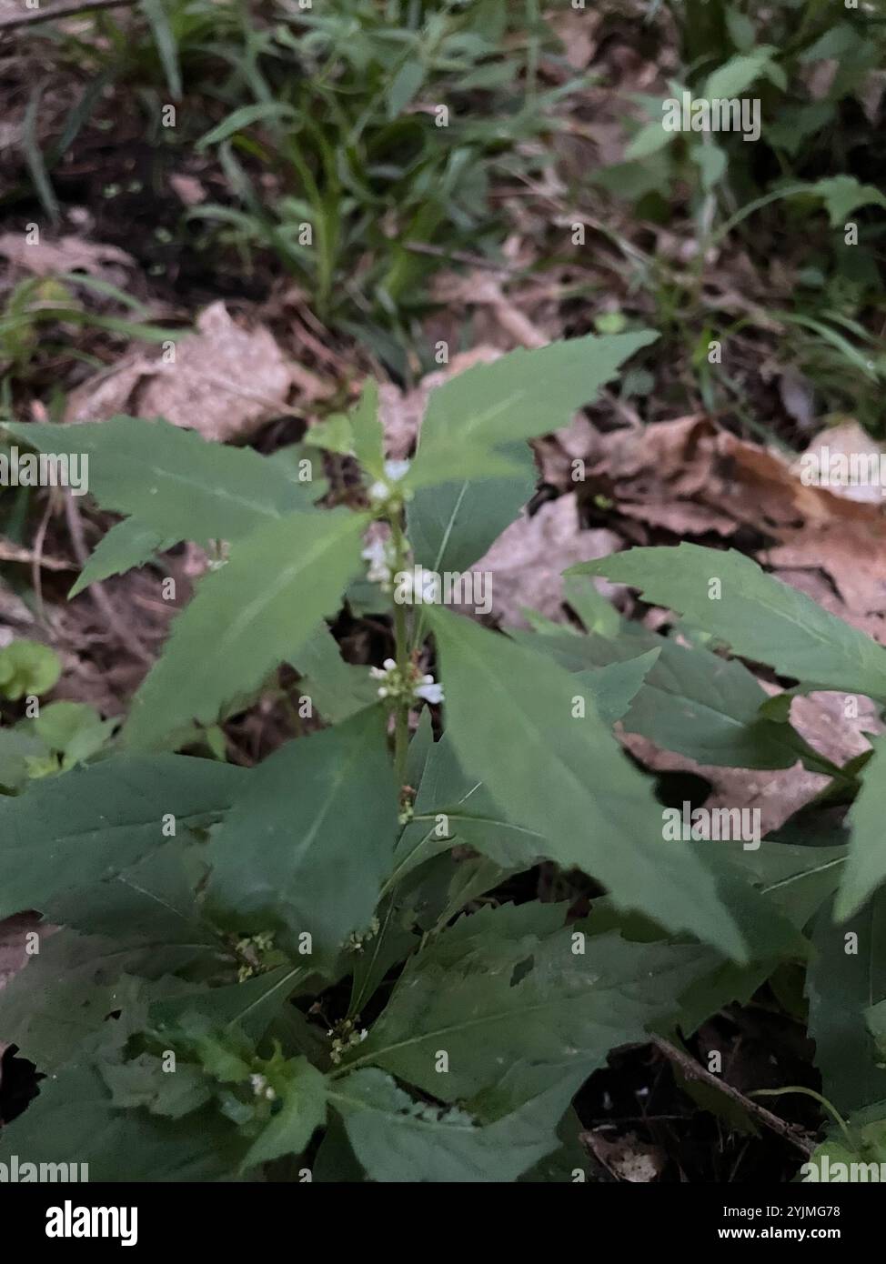 northern bugleweed (Lycopus uniflorus Stock Photo - Alamy
