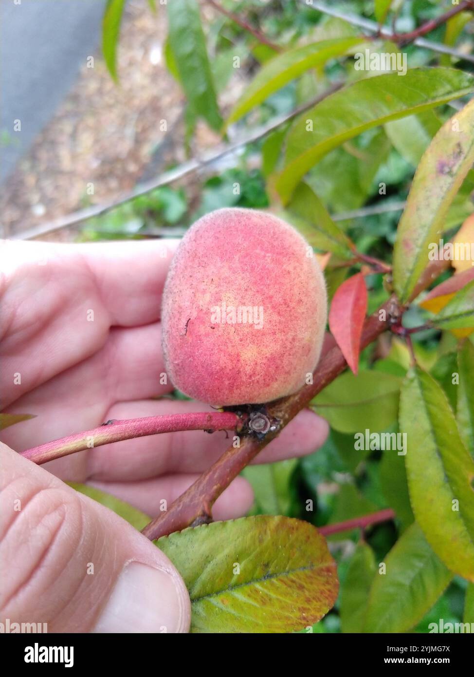 Peach (Prunus persica Stock Photo - Alamy