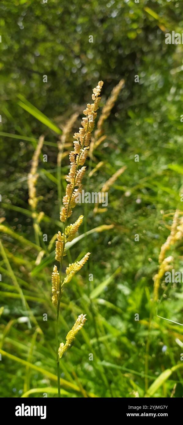 american slough grass (Beckmannia syzigachne Stock Photo - Alamy