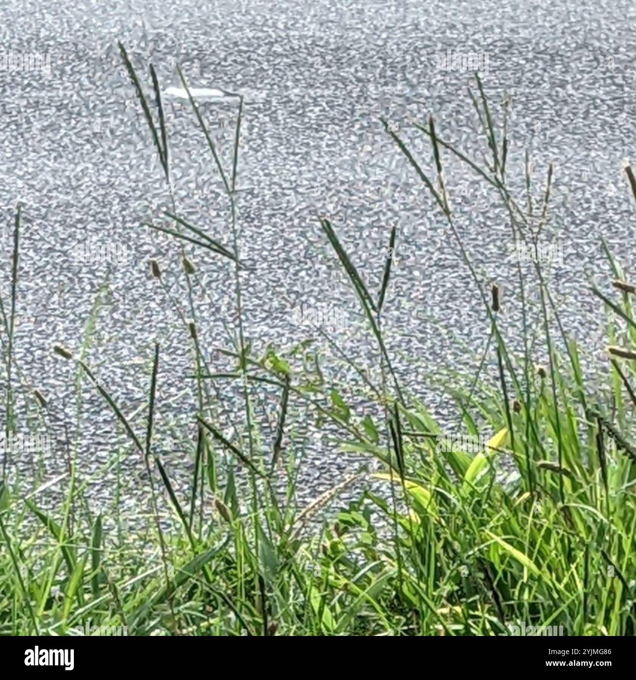 Paspalum notatum hi-res stock photography and images - Alamy