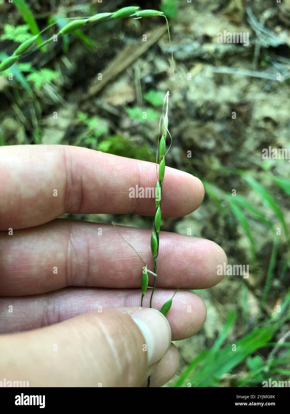 black-fruit mountain-ricegrass (Patis racemosa Stock Photo - Alamy