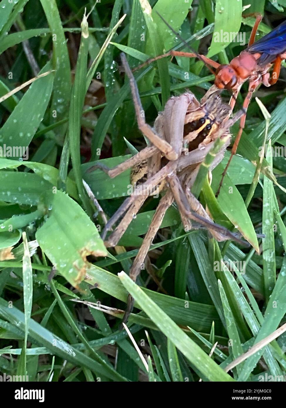 Wolf spider rabid wolf spider hi-res stock photography and images - Alamy