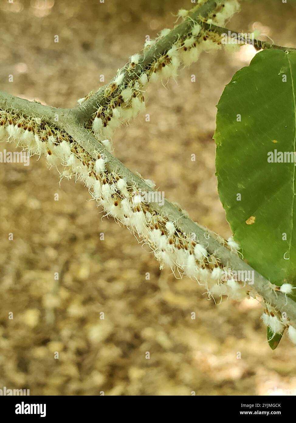 Beech Blight Aphid (Grylloprociphilus imbricator Stock Photo - Alamy