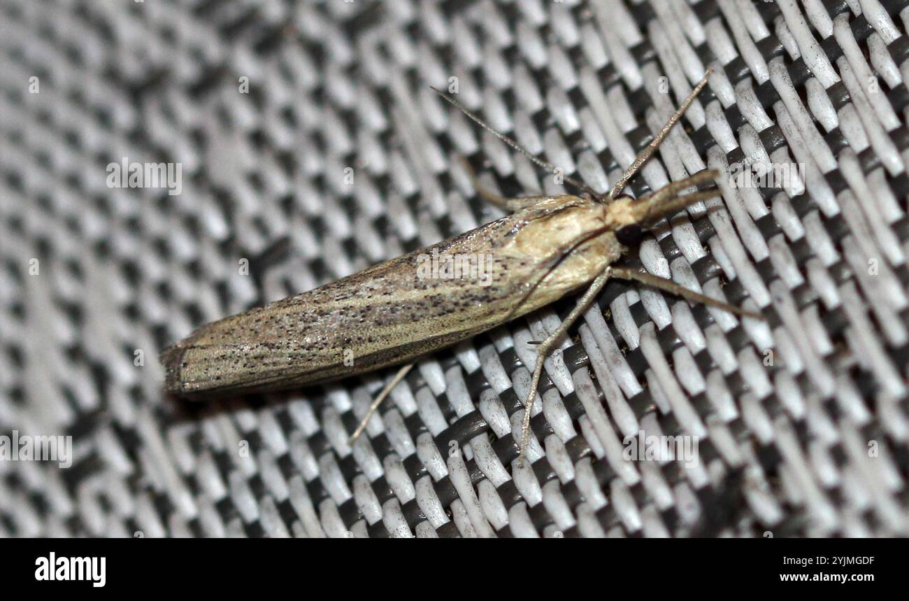 Sod Webworm Moth (Pediasia trisecta Stock Photo - Alamy