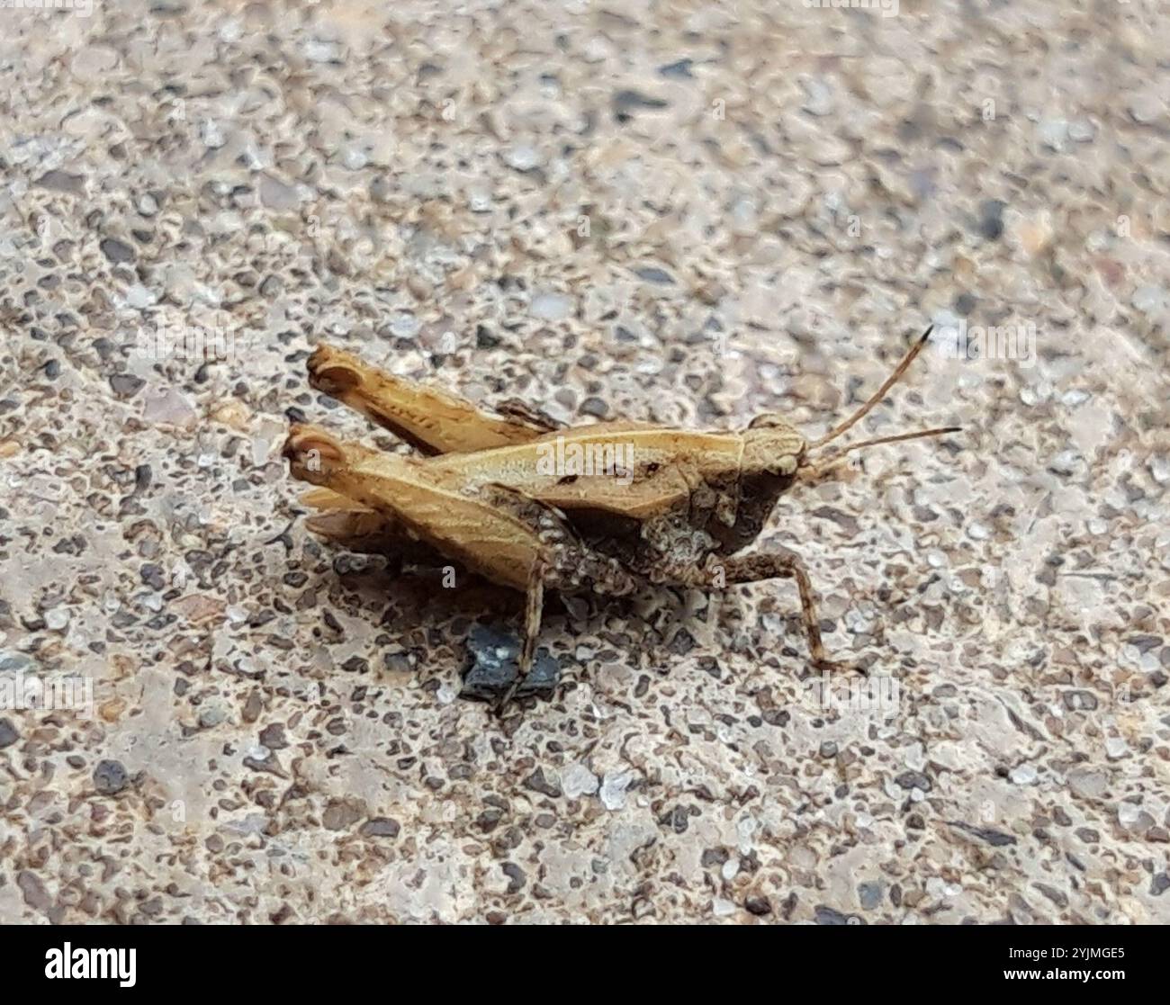 Common Groundhopper (Tetrix undulata Stock Photo - Alamy