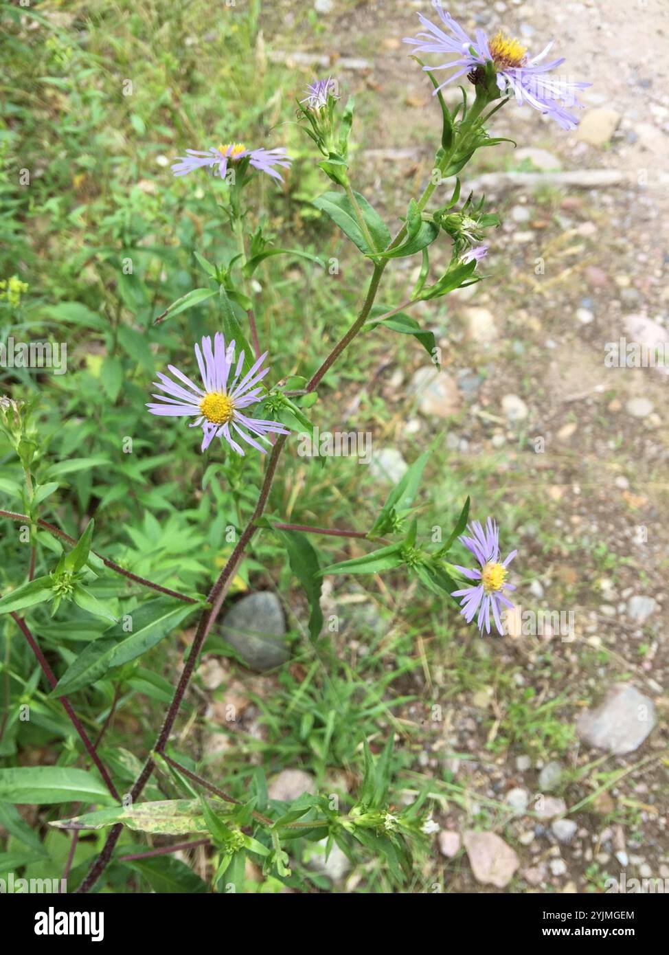 swamp aster (Symphyotrichum puniceum Stock Photo - Alamy