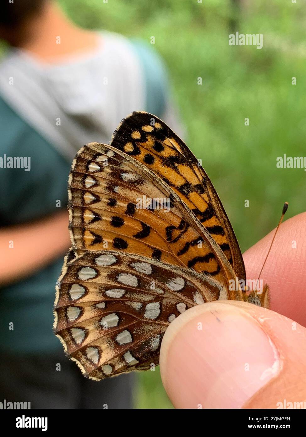 Northwestern fritillary hi-res stock photography and images - Alamy